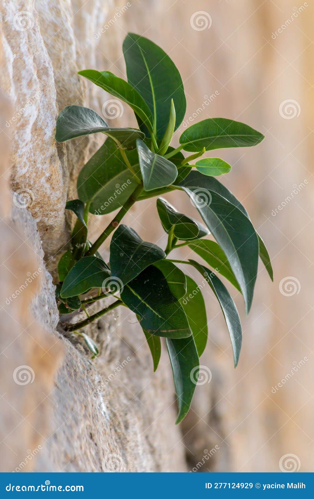 The Power of Nature Tree Growing between Rocks Stock Image - Image of ...