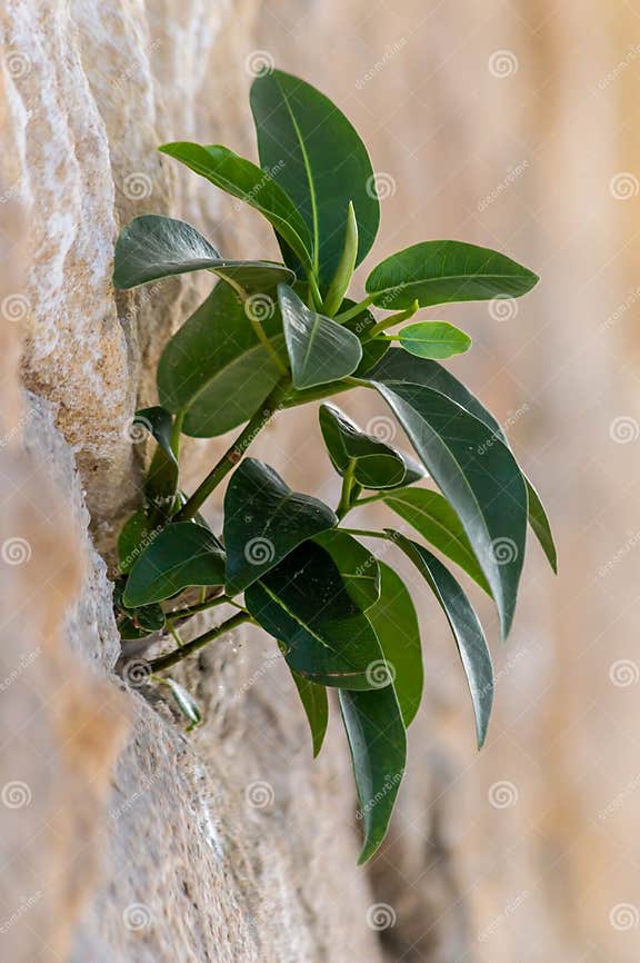 The Power of Nature Tree Growing between Rocks Stock Image - Image of ...