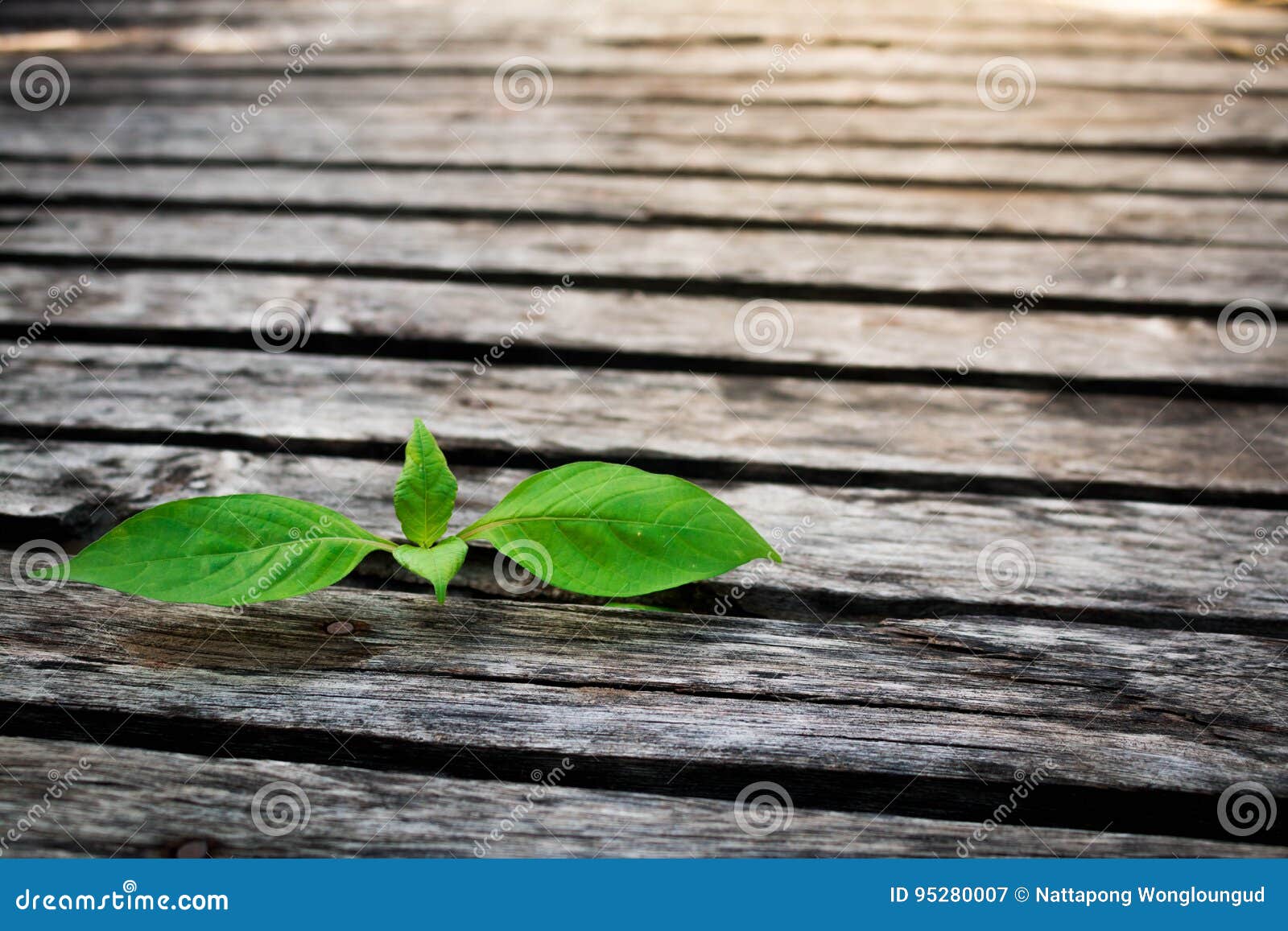 The Power of Plants To Grow. Stock Image - Image of soil, protection ...