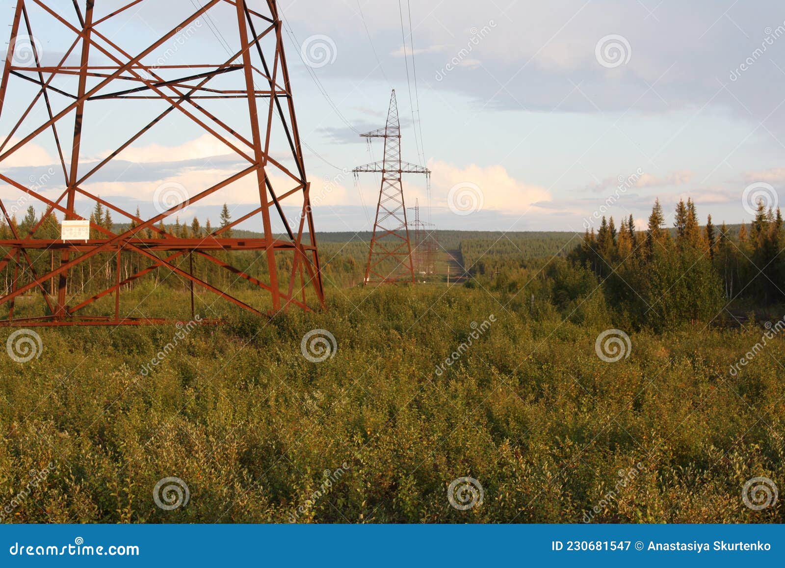 Power poles and forest stock image. Image of forest - 230681547