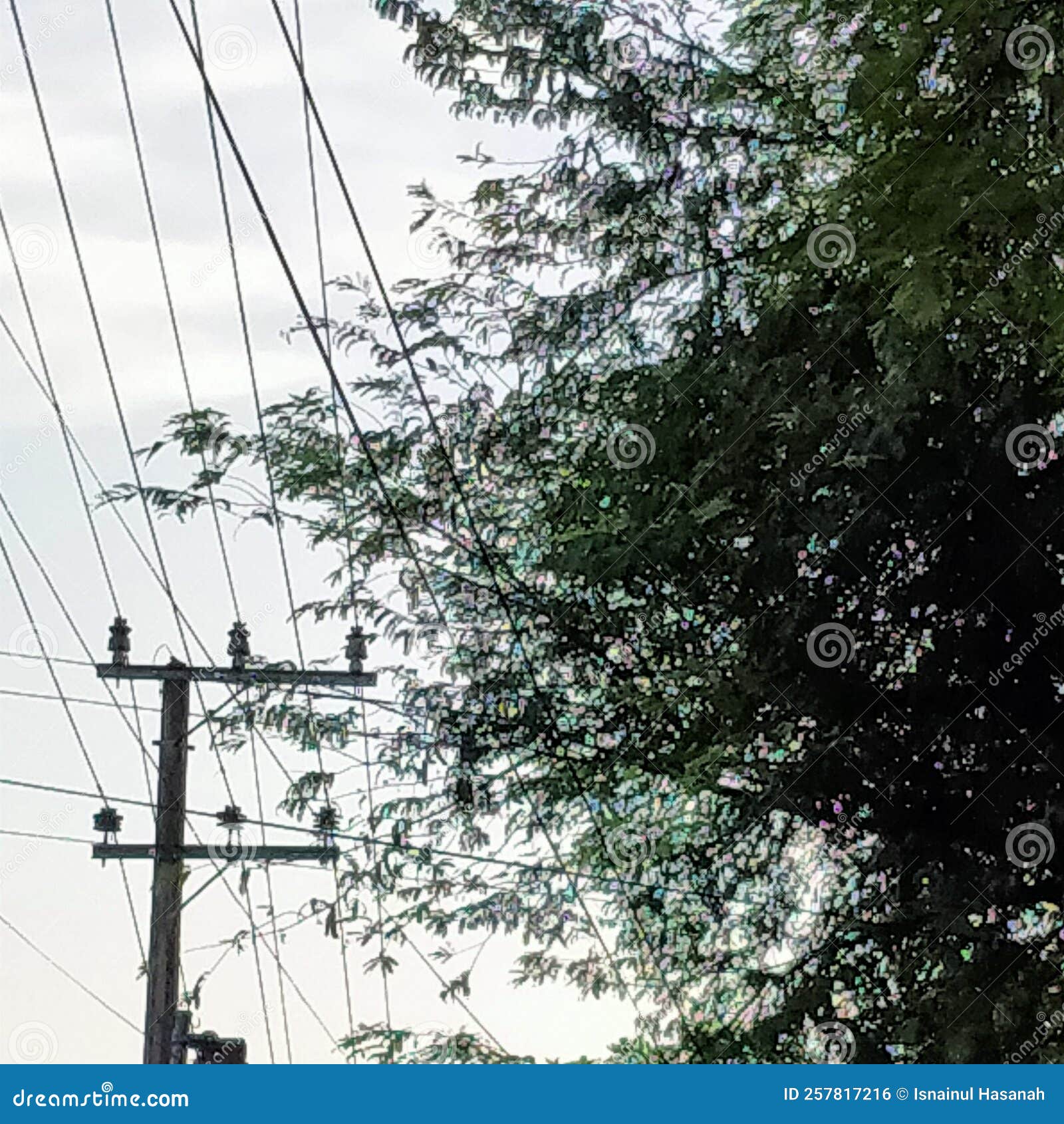 Power Poles, Tree, Sky, Trees Stock Photo - Image of power, trees ...