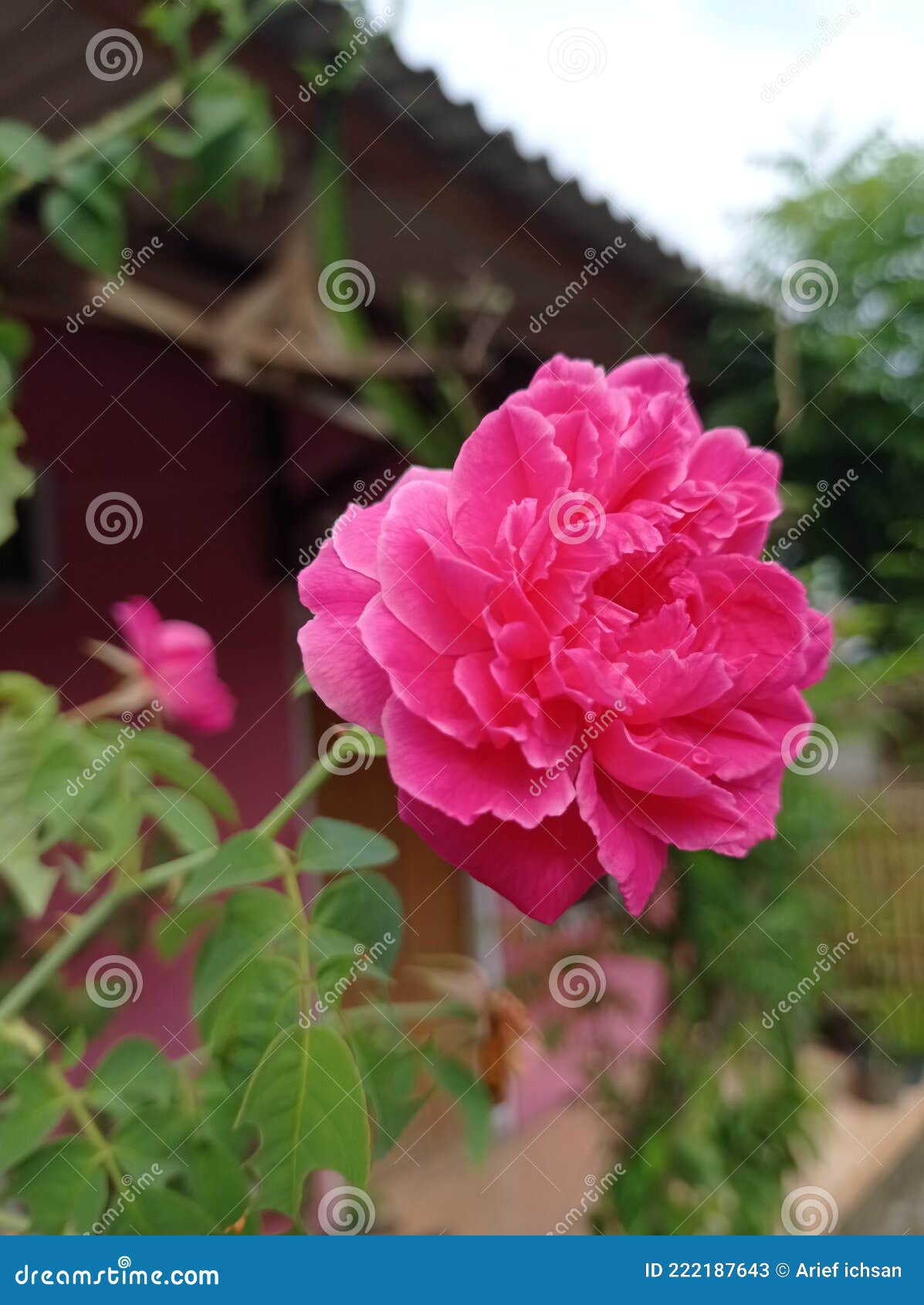 The power of rose flower stock image. Image of power - 222187643