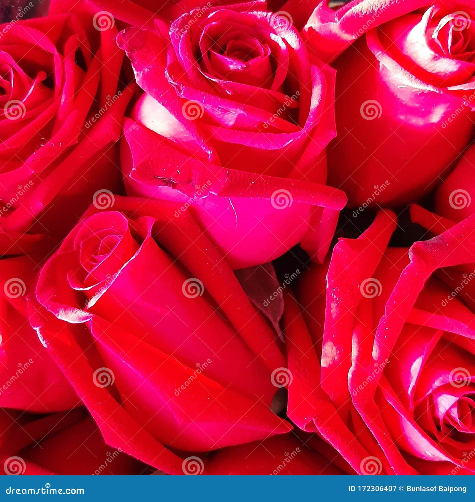Power of Roses stock image. Image of roses, garden, colour - 172306407