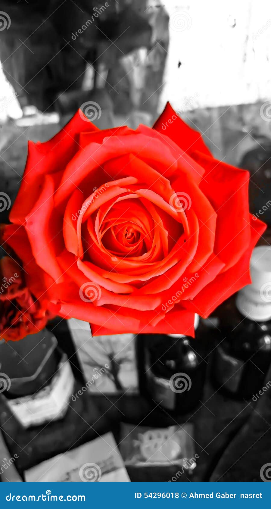 The power of roses stock photo. Image of nature, roses - 54296018
