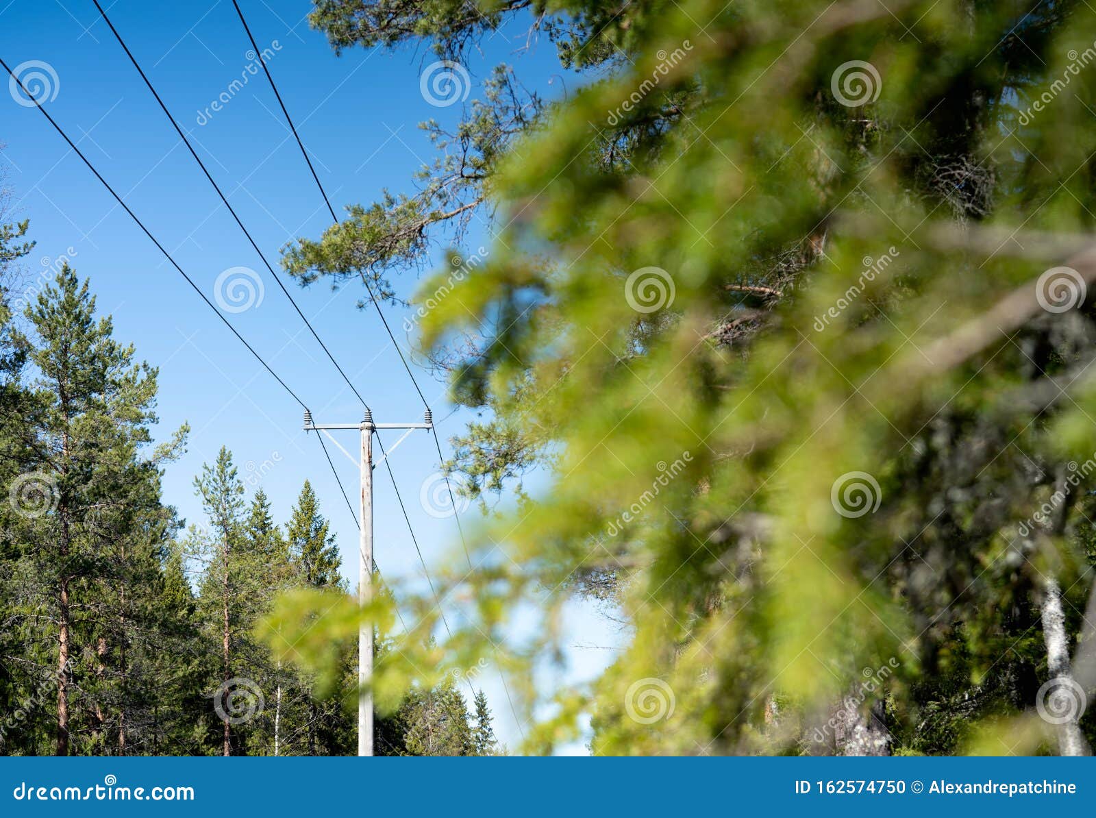Power Supply Line with Three Wire Poles, Sunny Day, Pine Tree Forest ...