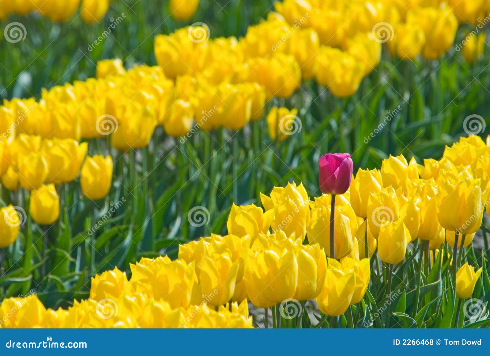 Power Tulip stock photo. Image of single, flower, crop - 2266468