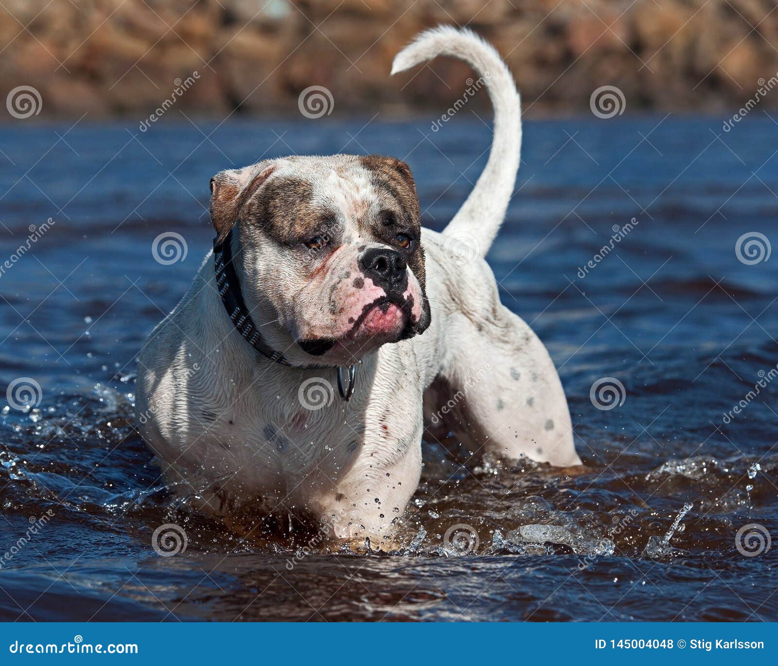 American Bulldog Bathing in the Sea Stock Photo - Image of dogo, coast ...