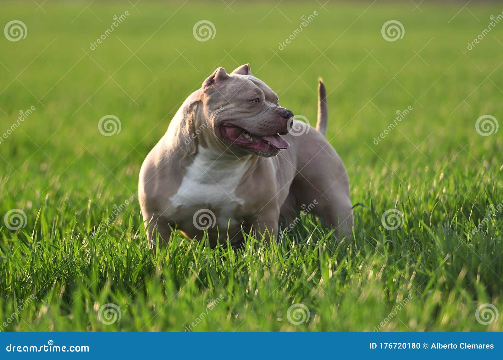 The Powerful American Bully Dog in the Field Stock Photo - Image of ...