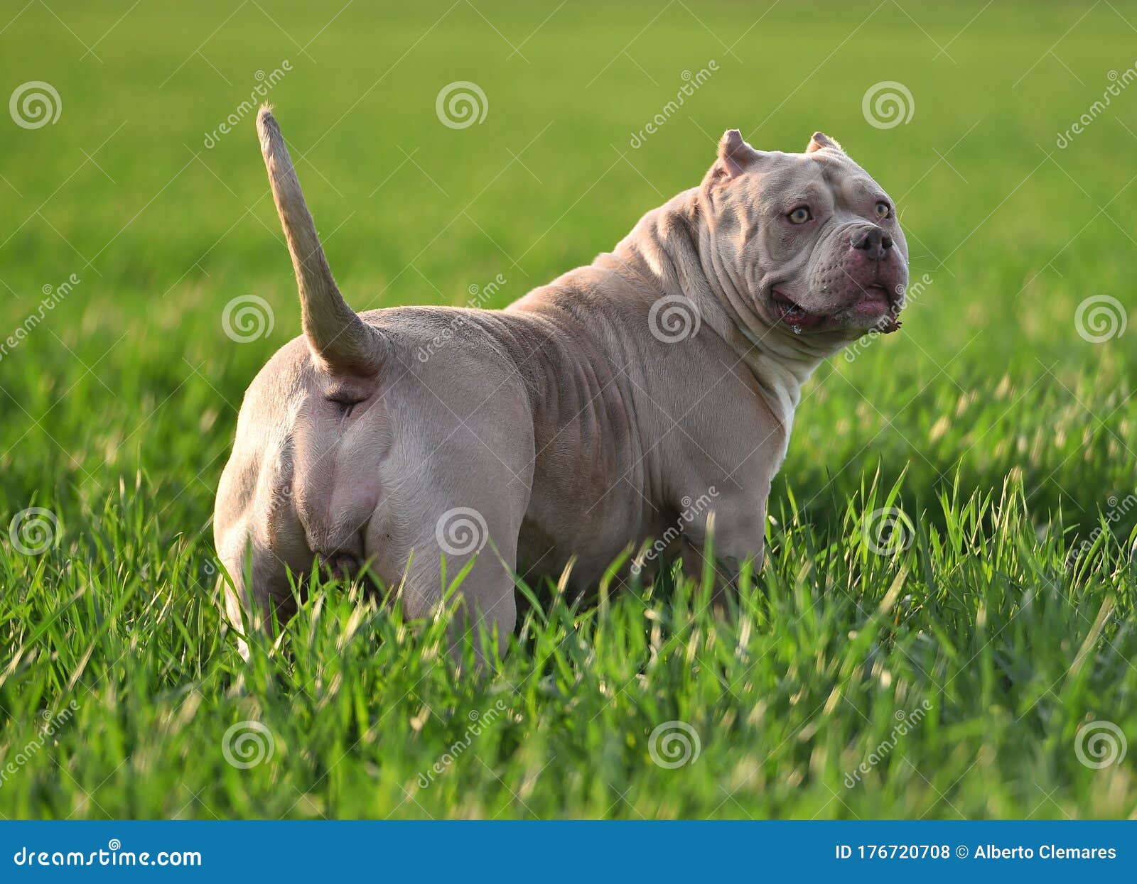 The Powerful American Bully Dog in the Field Stock Photo - Image of ...