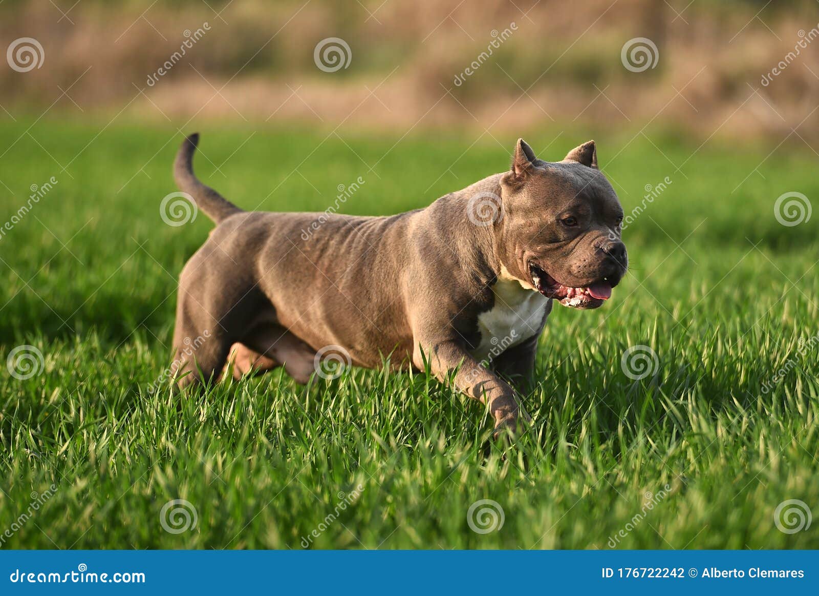 The Powerful American Bully Dog in the Field Stock Photo - Image of ...