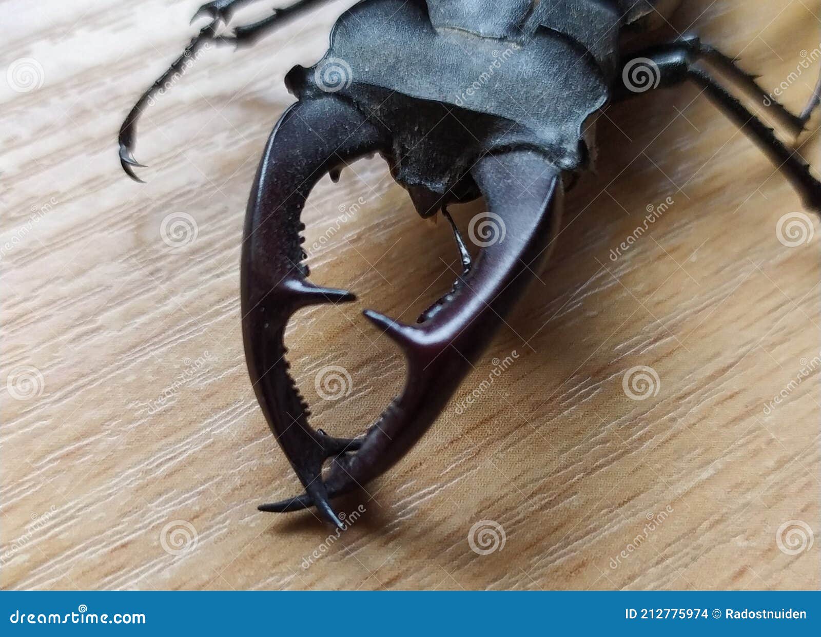 Powerful Antlers of Stag Beetle Stock Photo - Image of hand ...