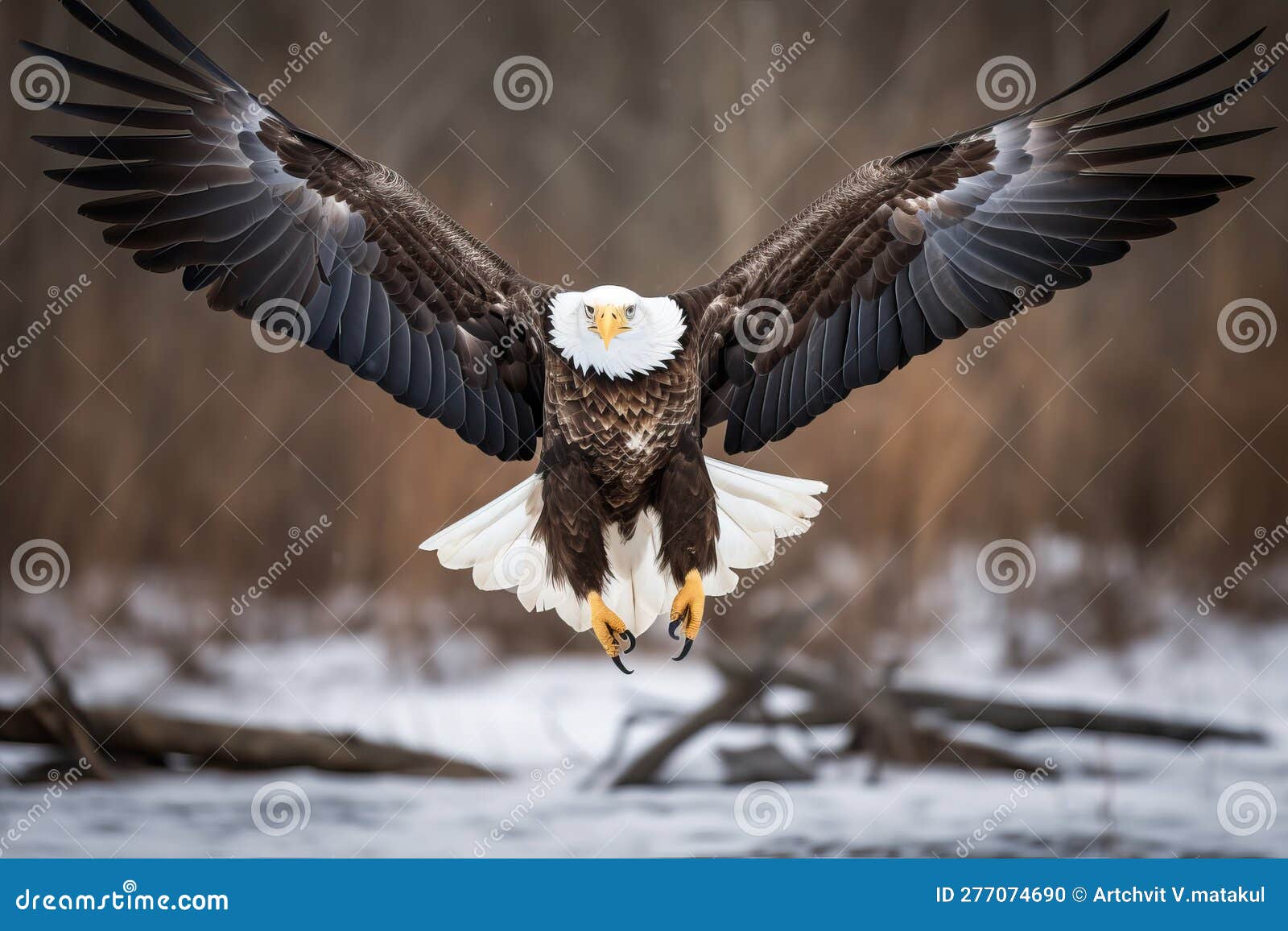A Powerful Bald Eagle (Haliaeetus Leucocephalus) Taking Off, with Wings ...