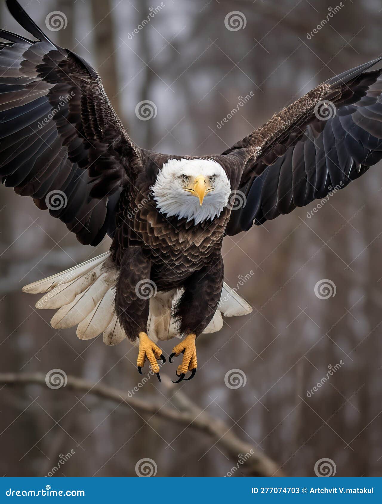A Powerful Bald Eagle (Haliaeetus Leucocephalus) Taking Off, with Wings ...