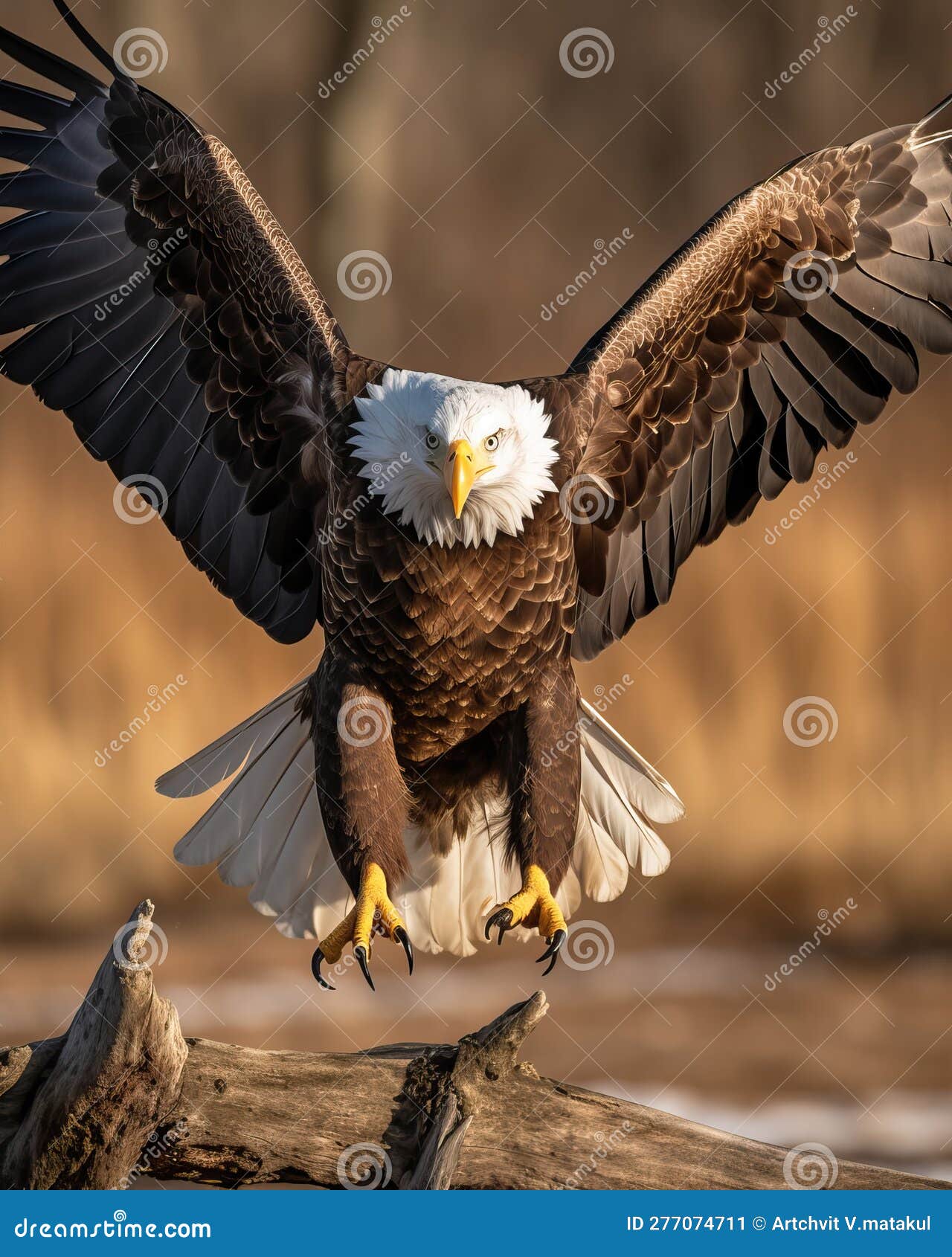 A Powerful Bald Eagle (Haliaeetus Leucocephalus) Taking Off, with Wings ...