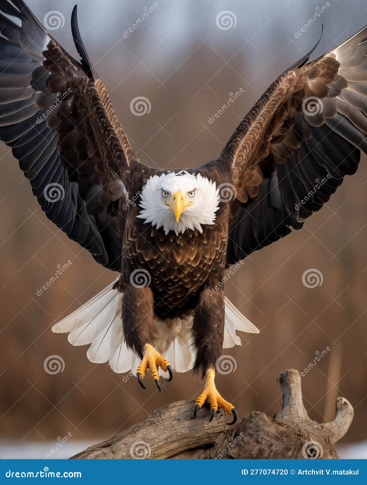 A Powerful Bald Eagle (Haliaeetus Leucocephalus) Taking Off, with Wings ...