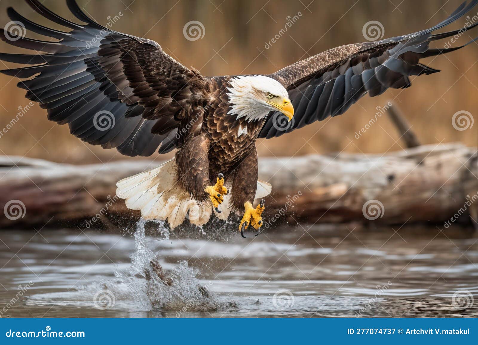 A Powerful Bald Eagle (Haliaeetus Leucocephalus) Taking Off, with Wings ...