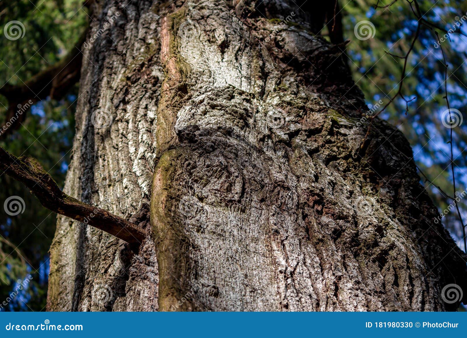 Powerful Bark of an Old Oak Close Up Stock Photo - Image of ridge, tree ...