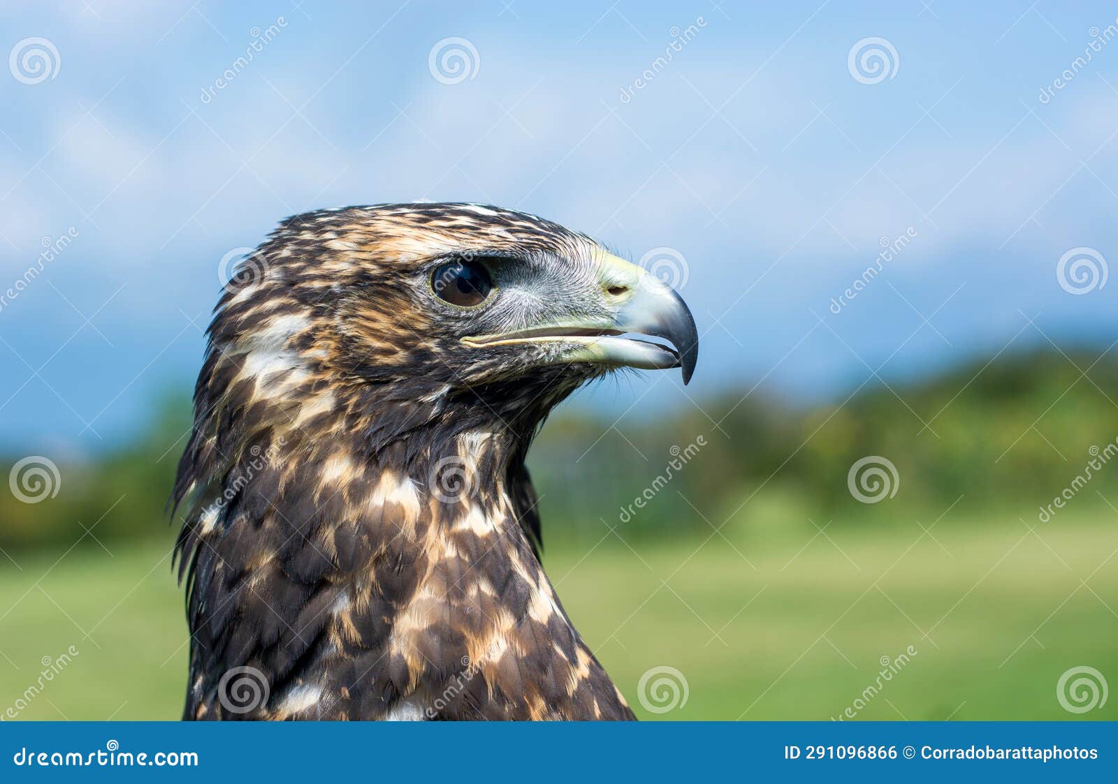 The Powerful Beak of the Bird of Prey Stock Photo - Image of wildlife ...