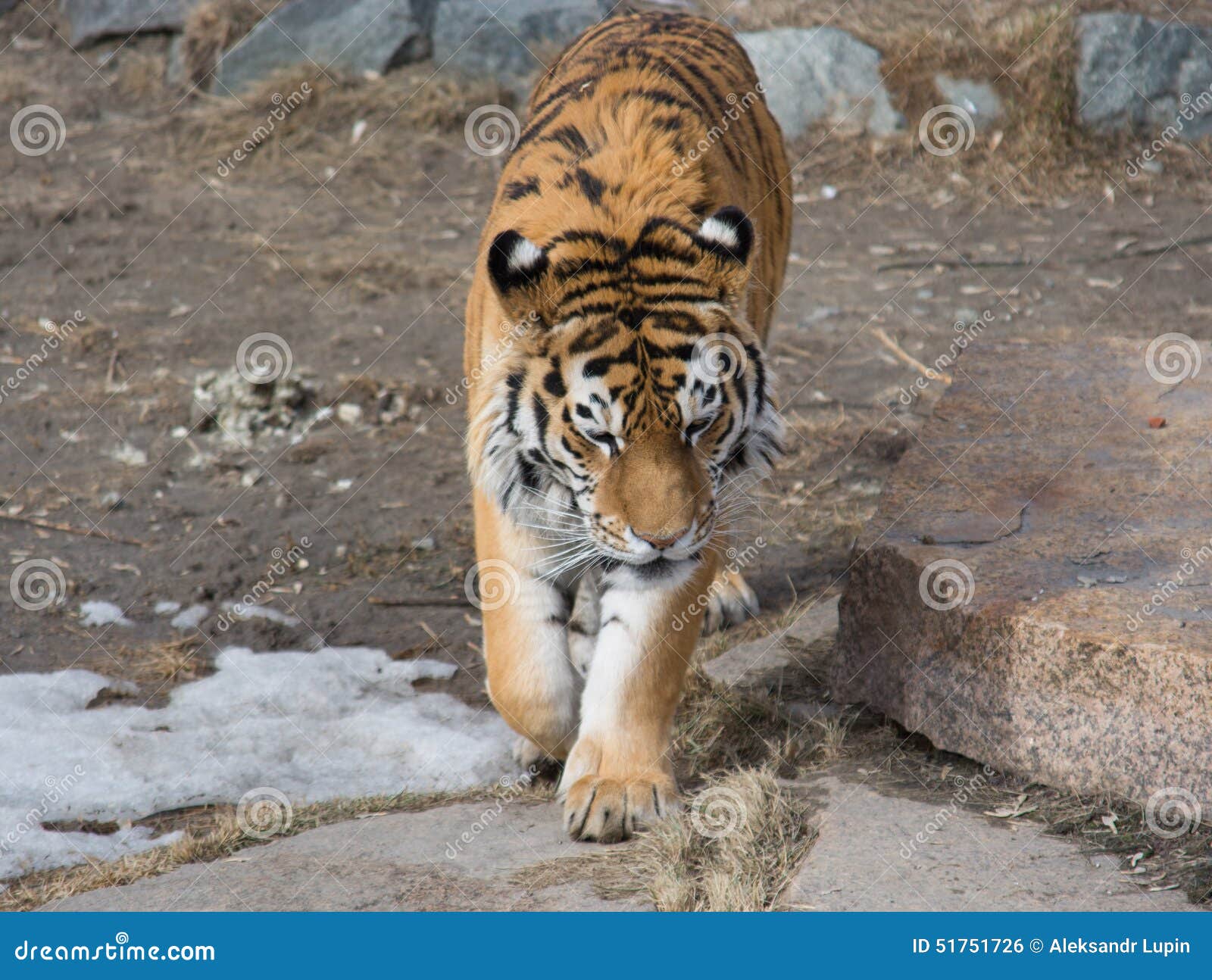 Powerful beast stock photo. Image of hunting, tiger, striped - 51751726
