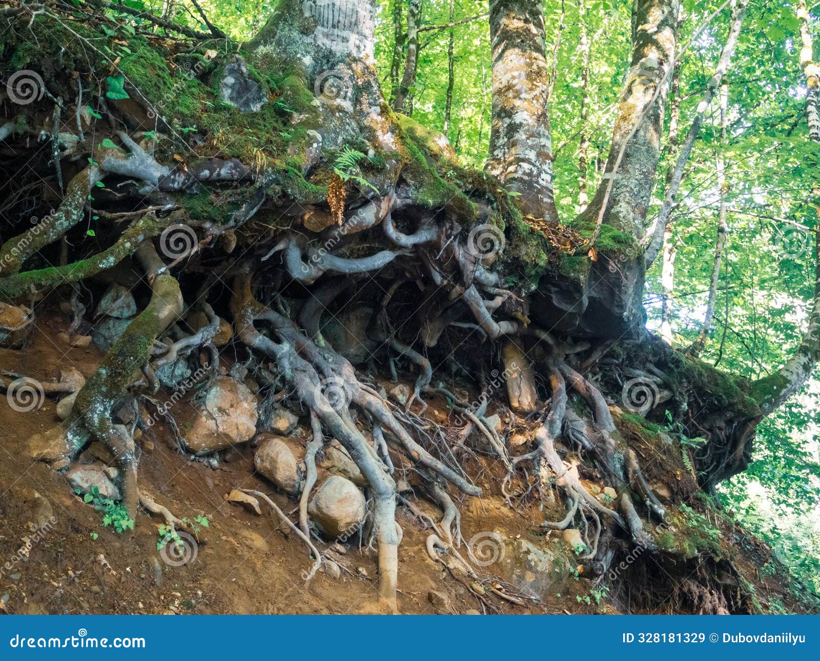 The Powerful and Beautiful Root System of Trees, Gracefully Intertwined ...