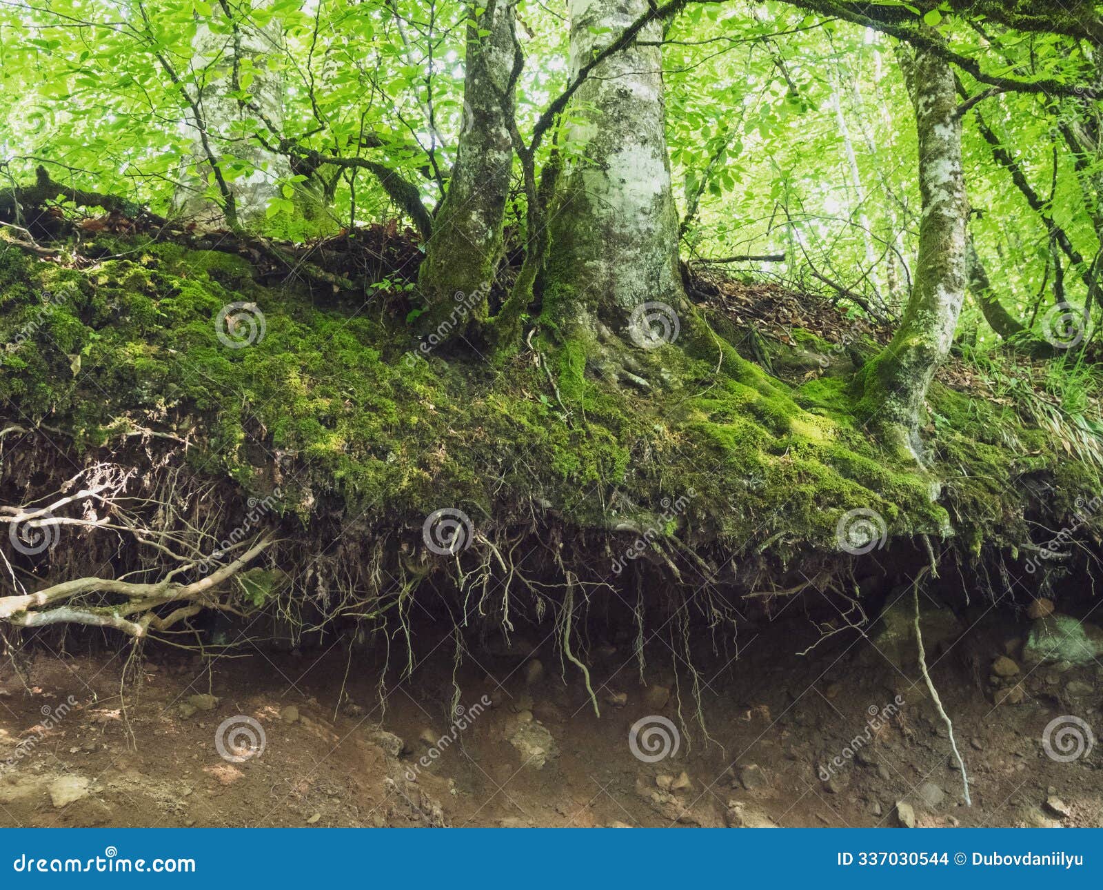 The Powerful and Beautiful Root System of Trees, Gracefully Intertwined ...