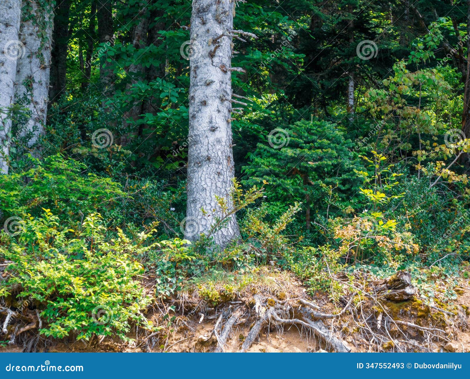 The Powerful and Beautiful Root System of Trees, Gracefully Intertwined ...