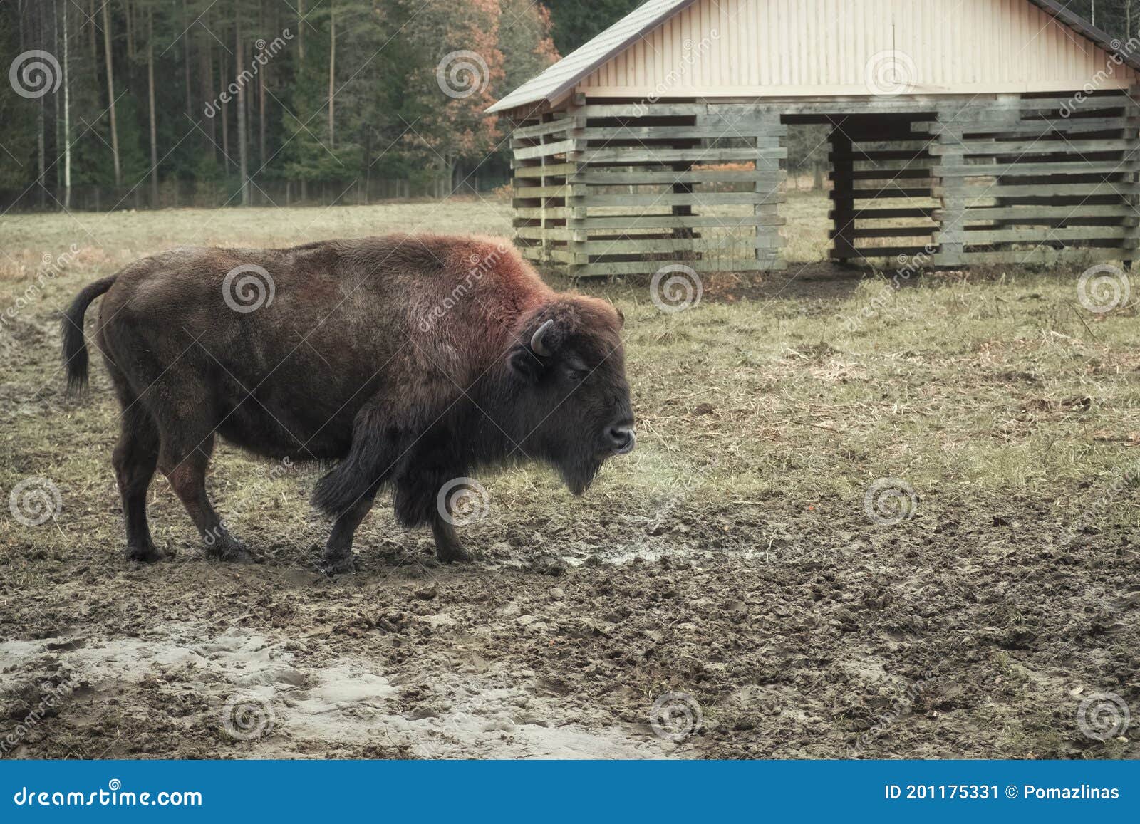 Powerful Bison in the Nursery Stock Image - Image of nature, wildlife ...