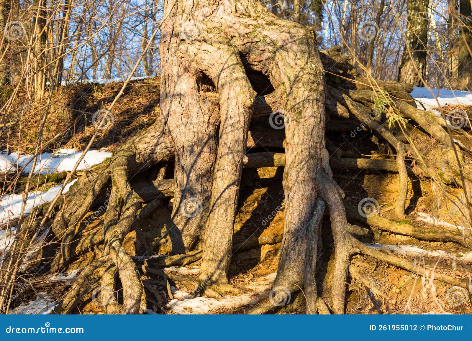 Powerful Branched Roots of an Old Pine Tree Growing on a Sloping Slope ...
