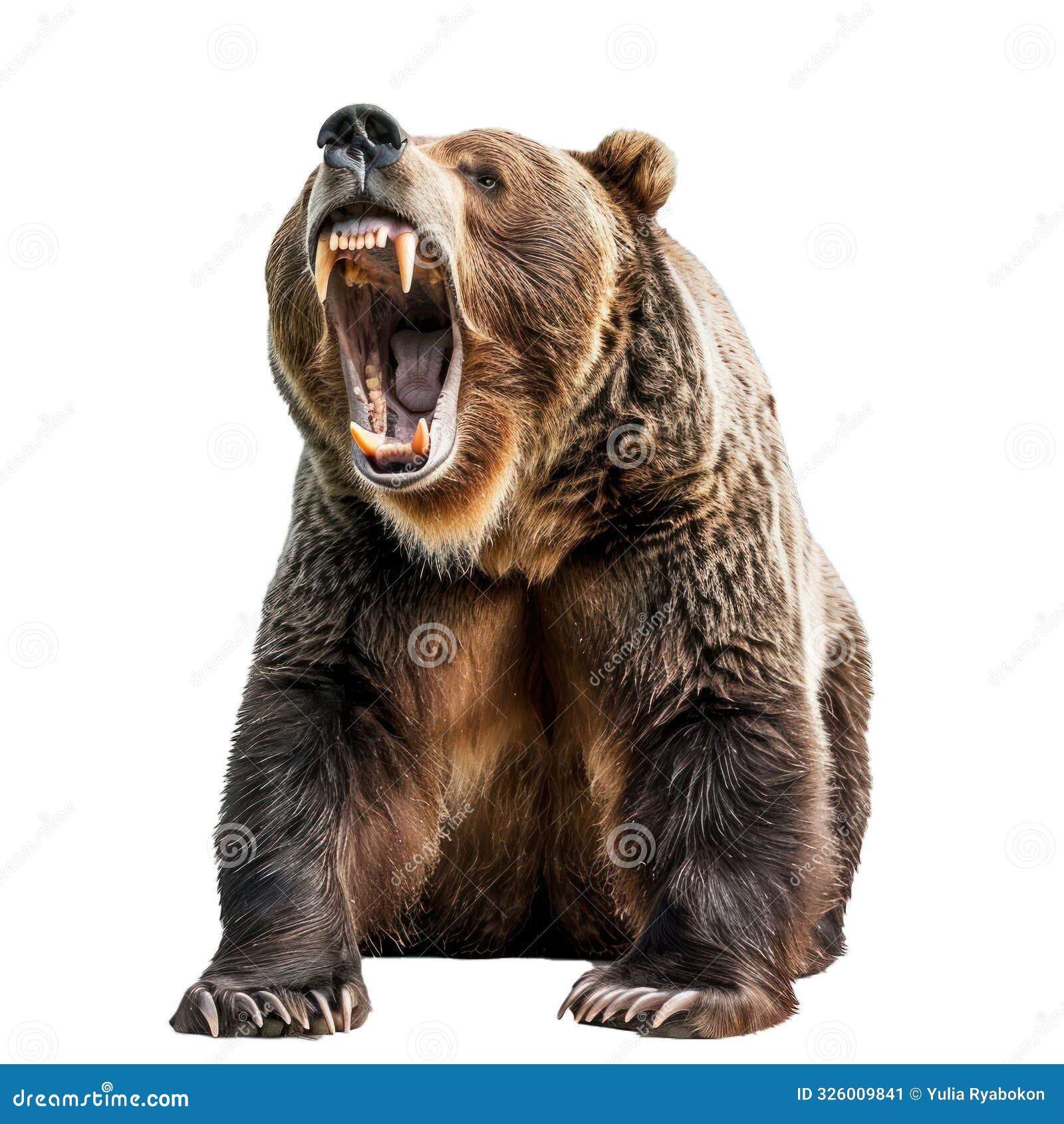 Roaring Brown Bear Isolated on Transparent Background Stock Image ...