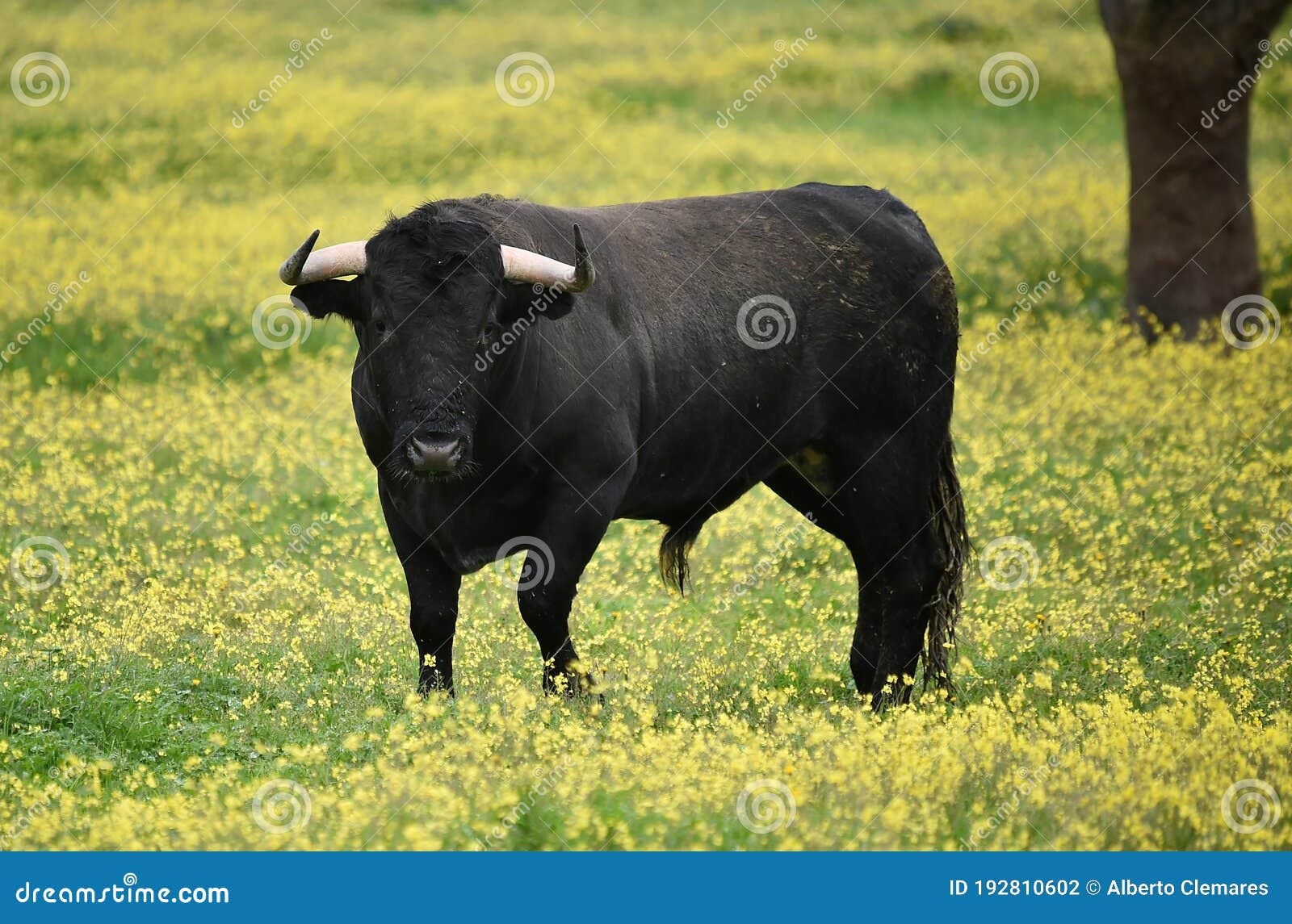 Powerful Bull with Big Horns Stock Photo - Image of brave, fierce ...
