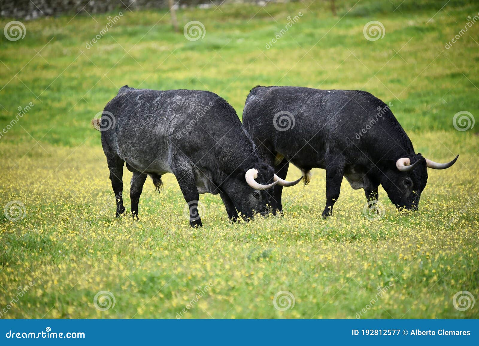 Powerful Bull with Big Horns Stock Image - Image of angry, horned ...