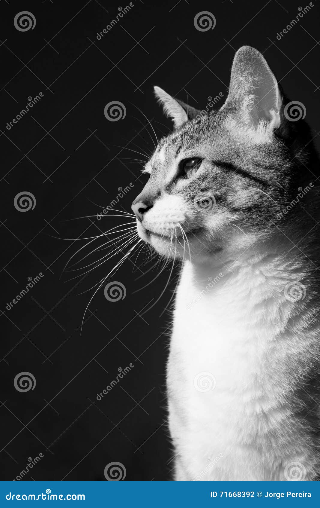 Powerful cat stock photo. Image of white, feline, cute - 71668392