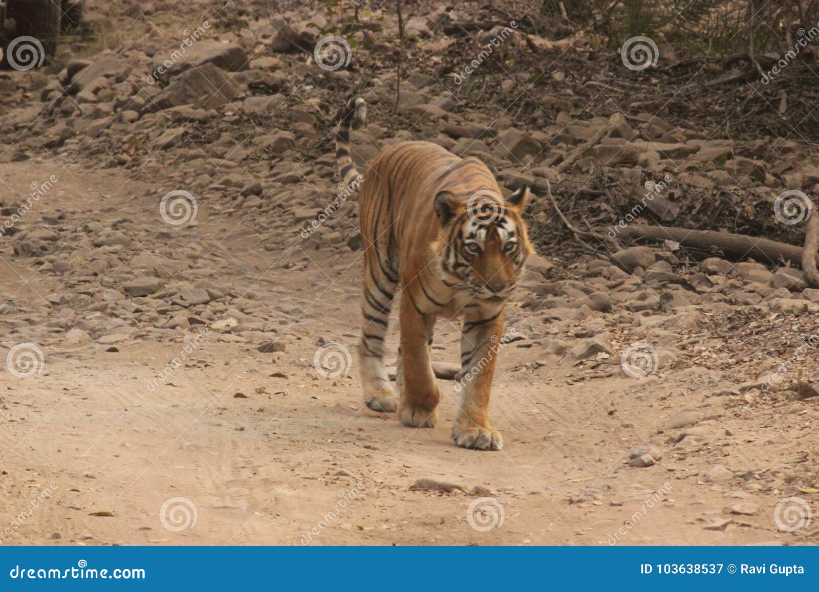 Tiger stock image. Image of tiger, alone, wildlife, powerful - 103638537