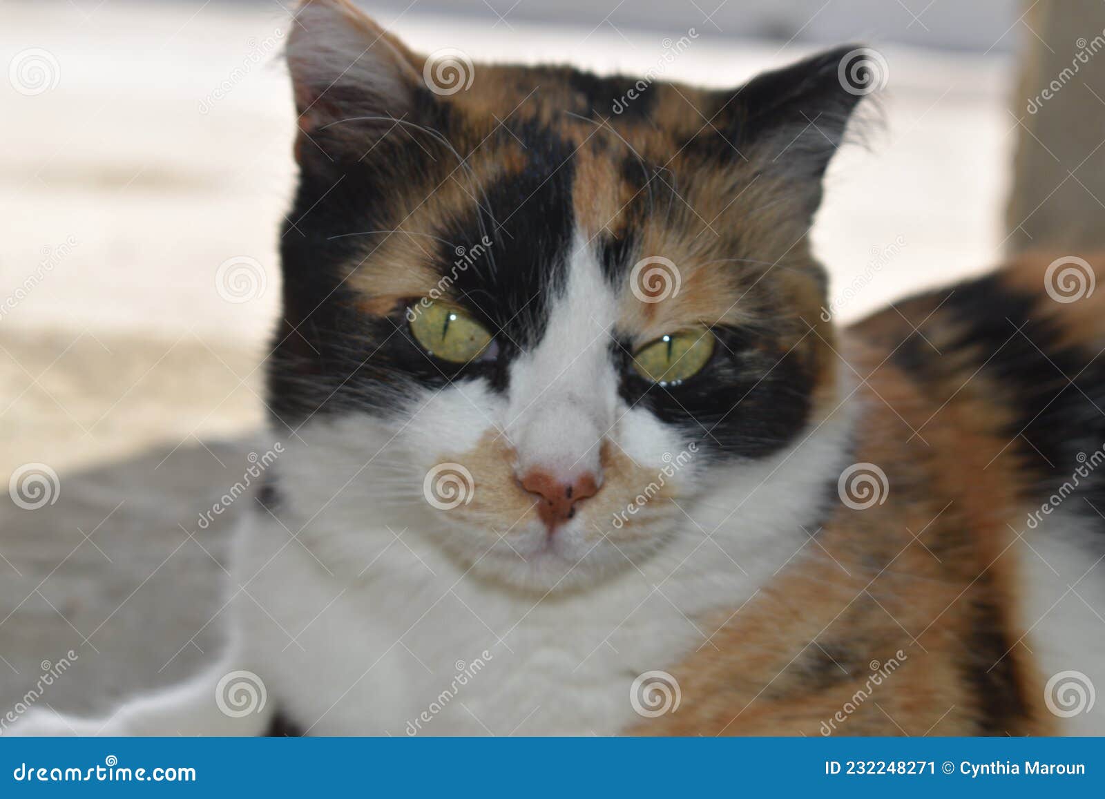 Powerful cat wallpaper stock image. Image of animal - 232248271