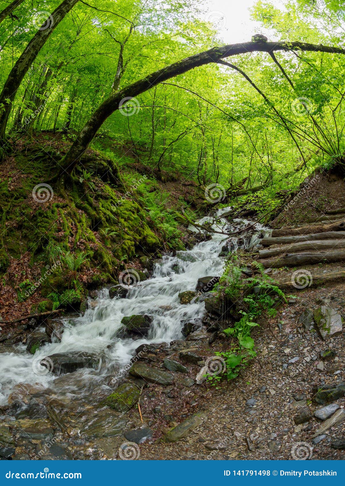 Powerful Creek with a Cascading Waterfall in the Forest in Spring ...