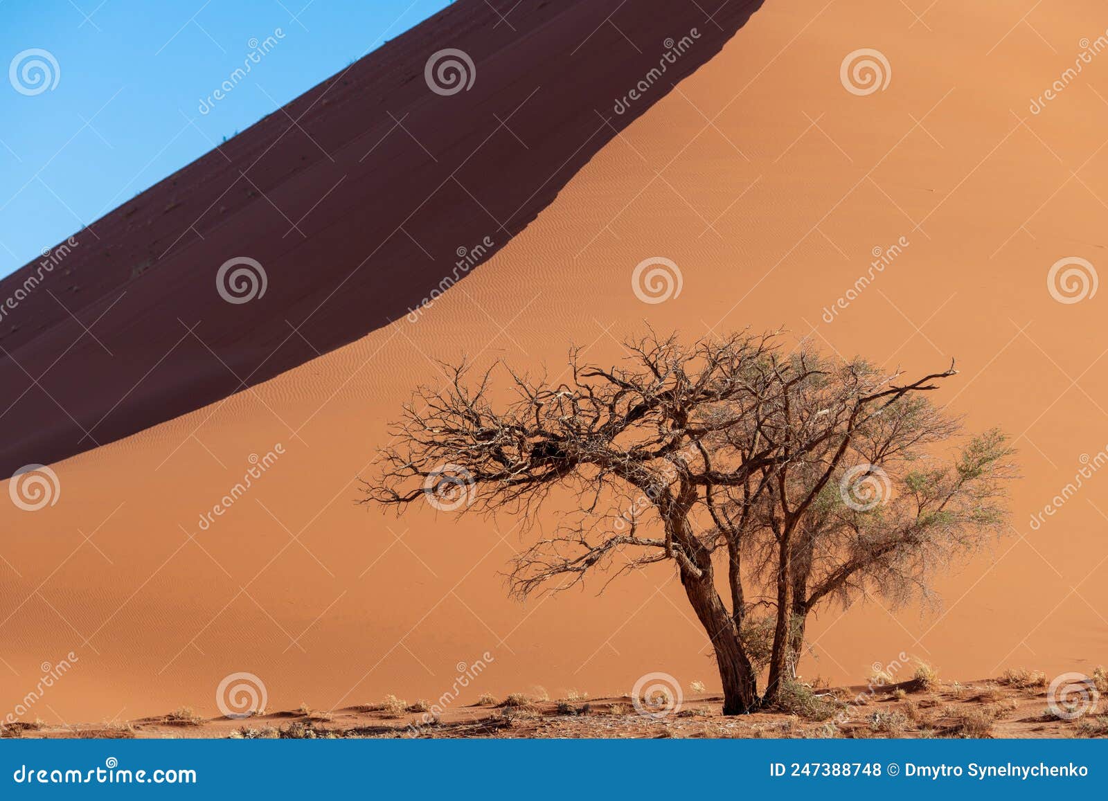 Powerful Duna on the Blue Sky Background with a Tree Near in the Desert ...
