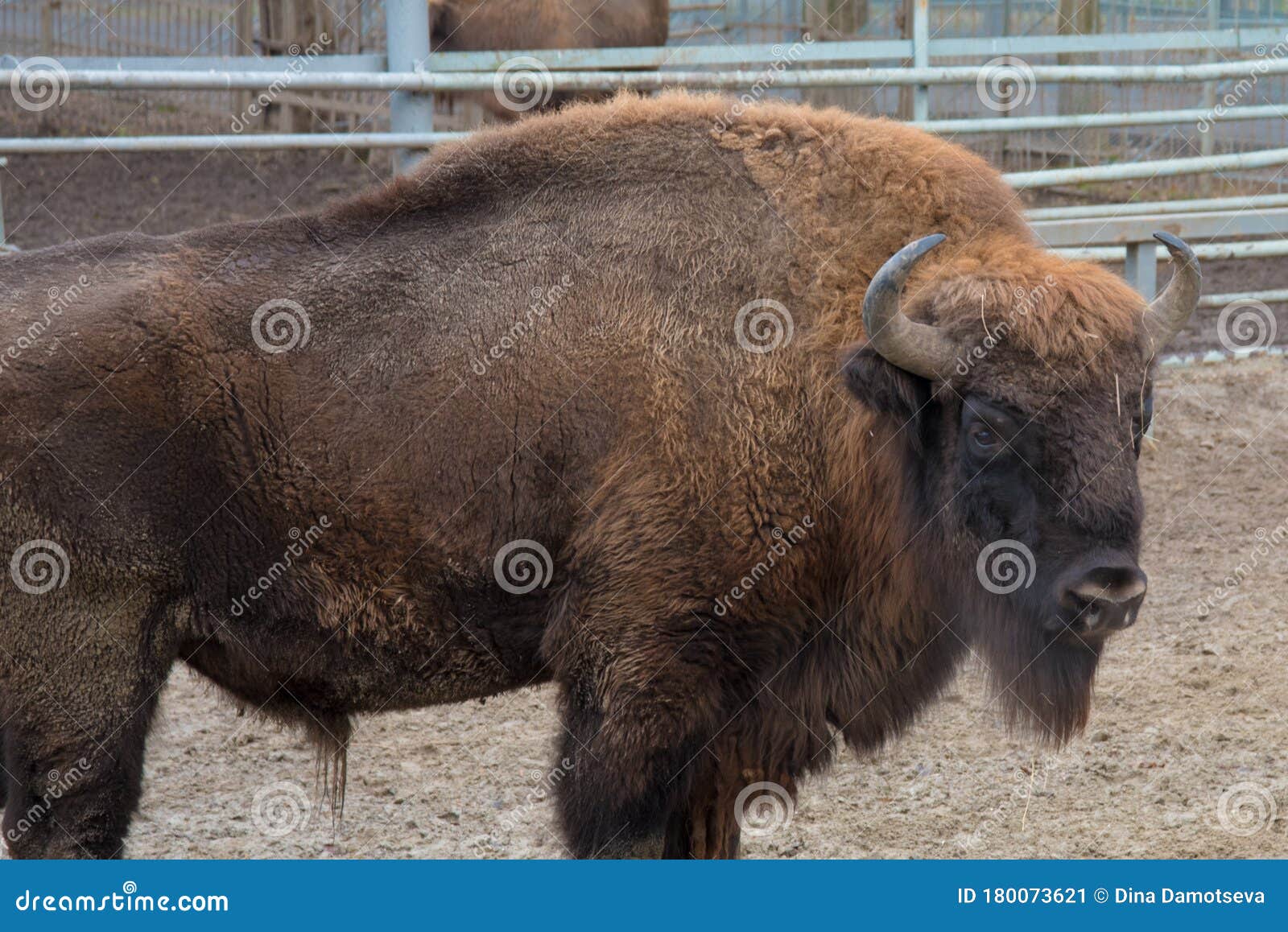 A Powerful European Bison Surveys Its Territory Stock Image - Image of ...