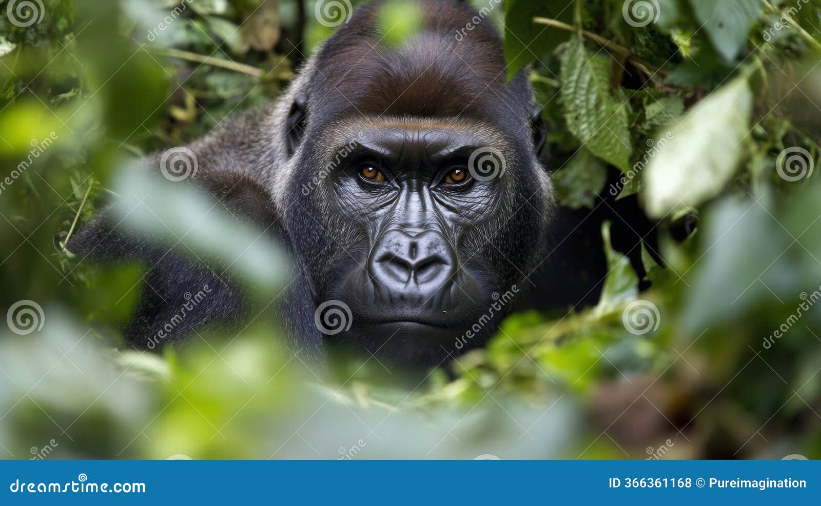 Powerful Gorilla Muscle Anatomy Stock Photography | CartoonDealer.com ...