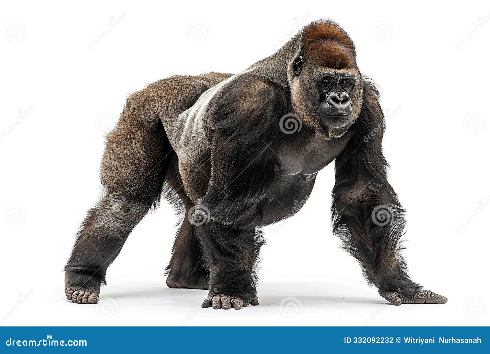 Powerful Gorilla Cartoon Illustration. This Cartoon Illustration Of A ...