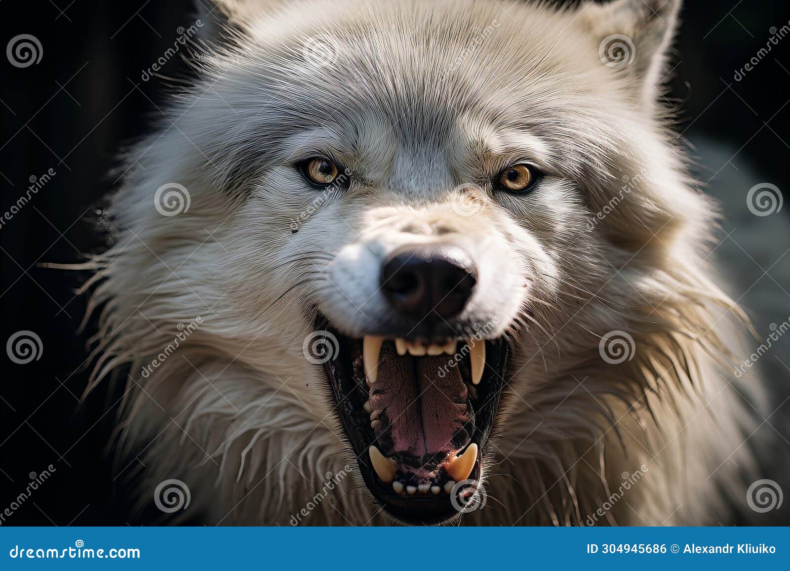 Powerful Grey Wolf Baring Its Sharp Teeth in Midjourney - Intense ...
