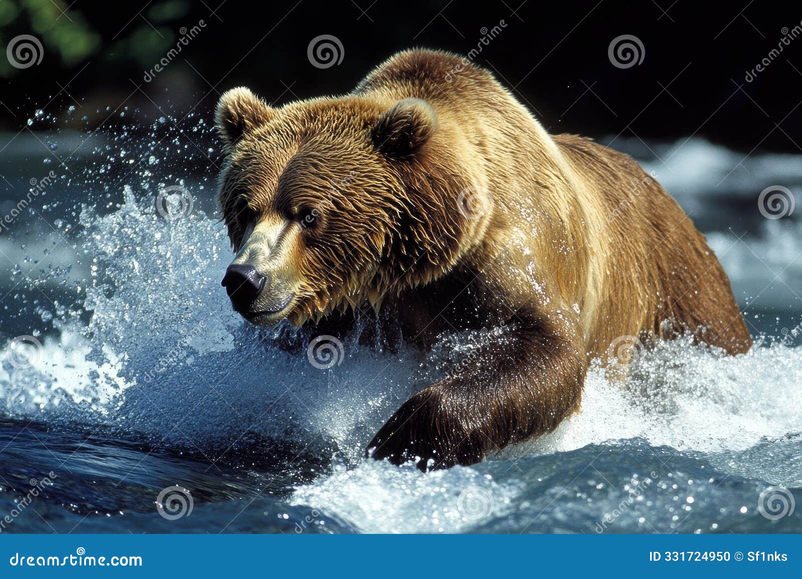 A Powerful Grizzly Bear Plows through Rushing Water, Creating a ...