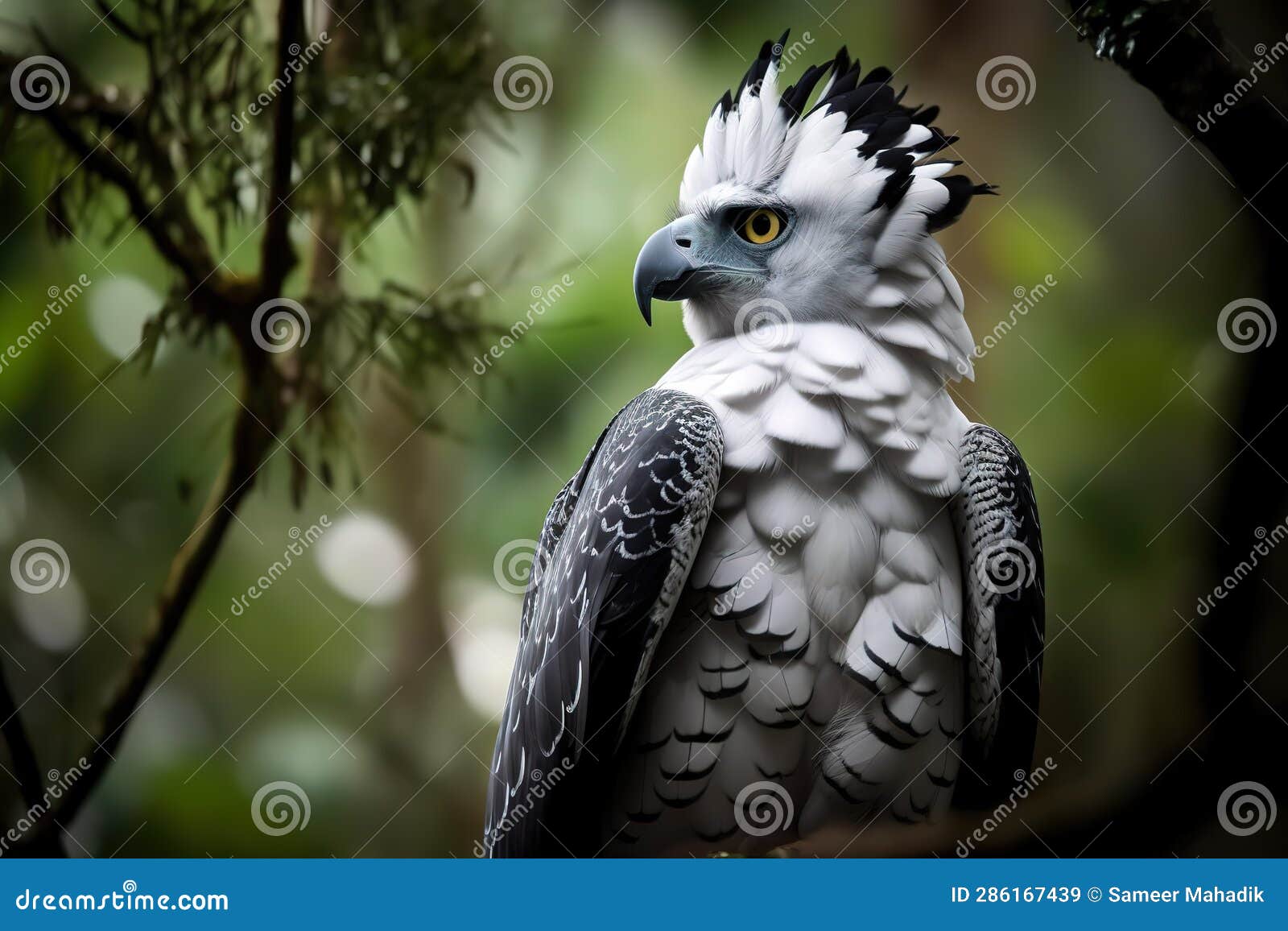 Tropical Rainforest Harpy Eagle