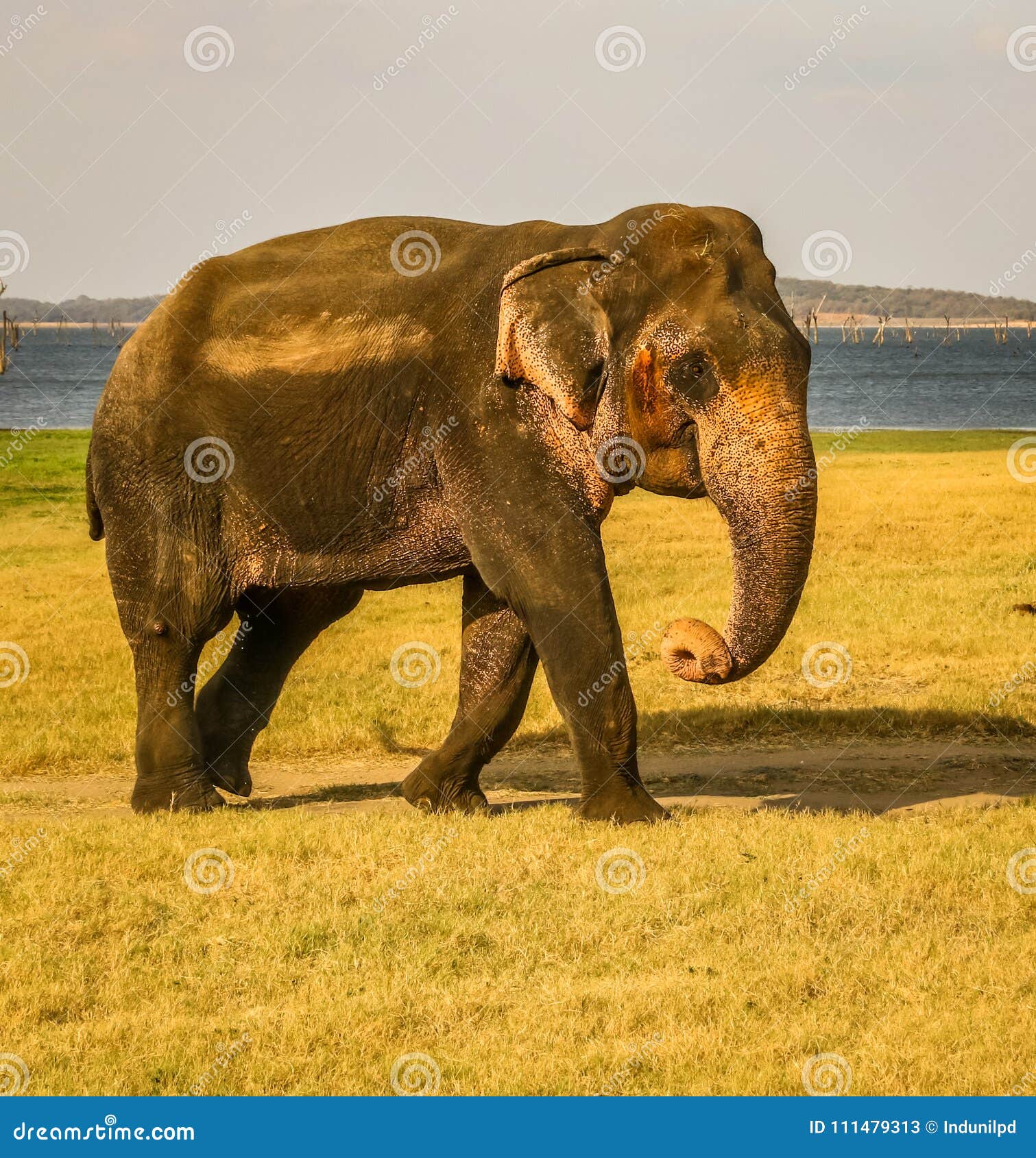 Powerful huge elephant stock image. Image of srilanka - 111479313