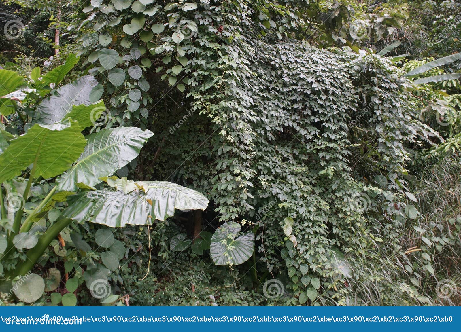 Powerful Jungle Vegetation, the Varied Greens of the Forests Stock ...