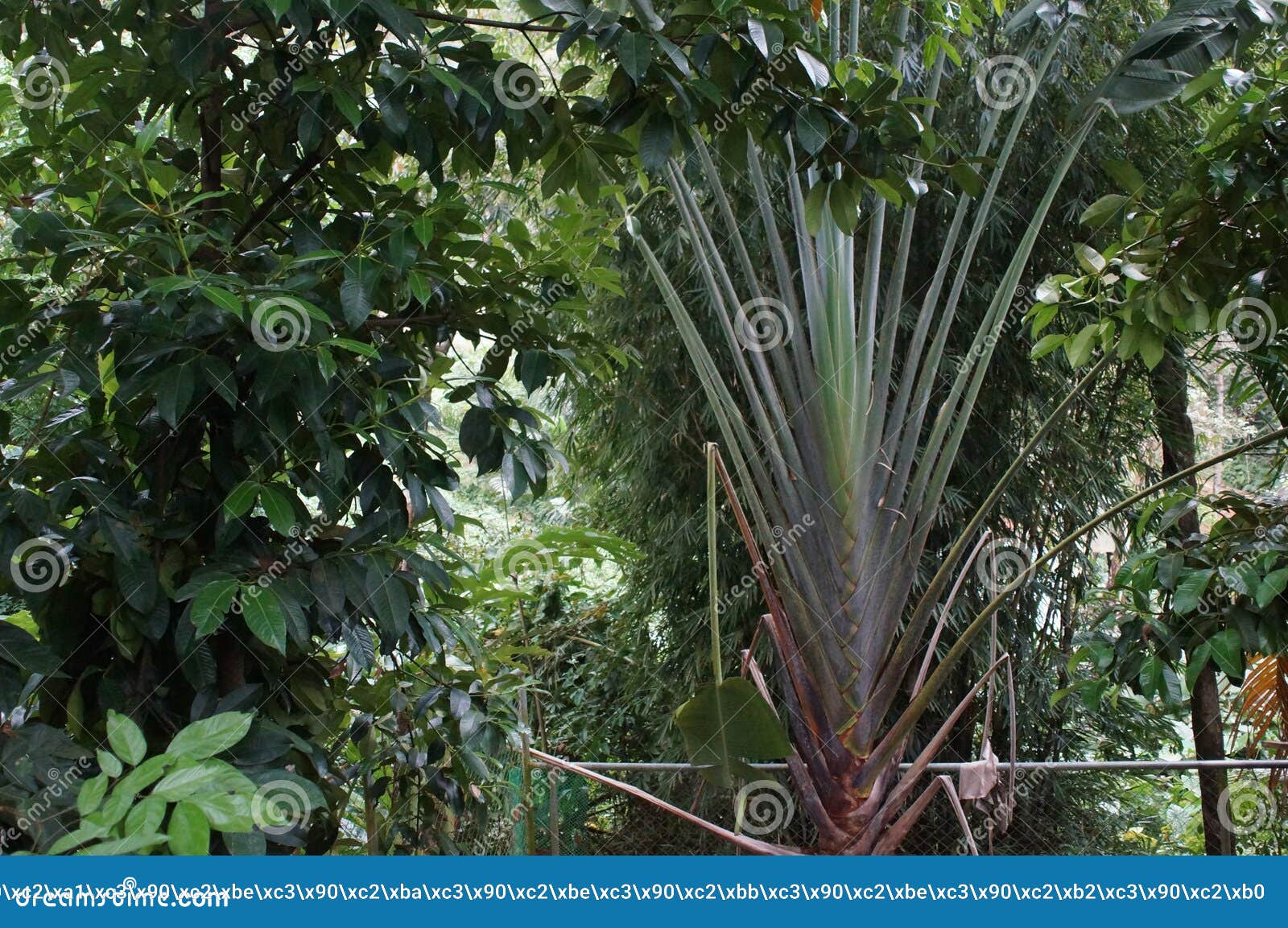 Powerful Jungle Vegetation, the Varied Greens of the Forests Stock ...