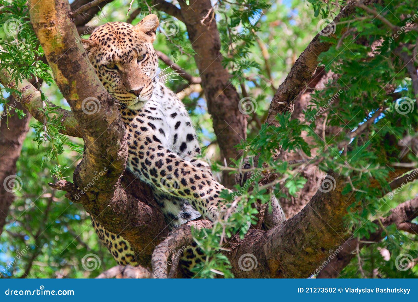 Powerful leopard stock photo. Image of danger, majestic - 21273502