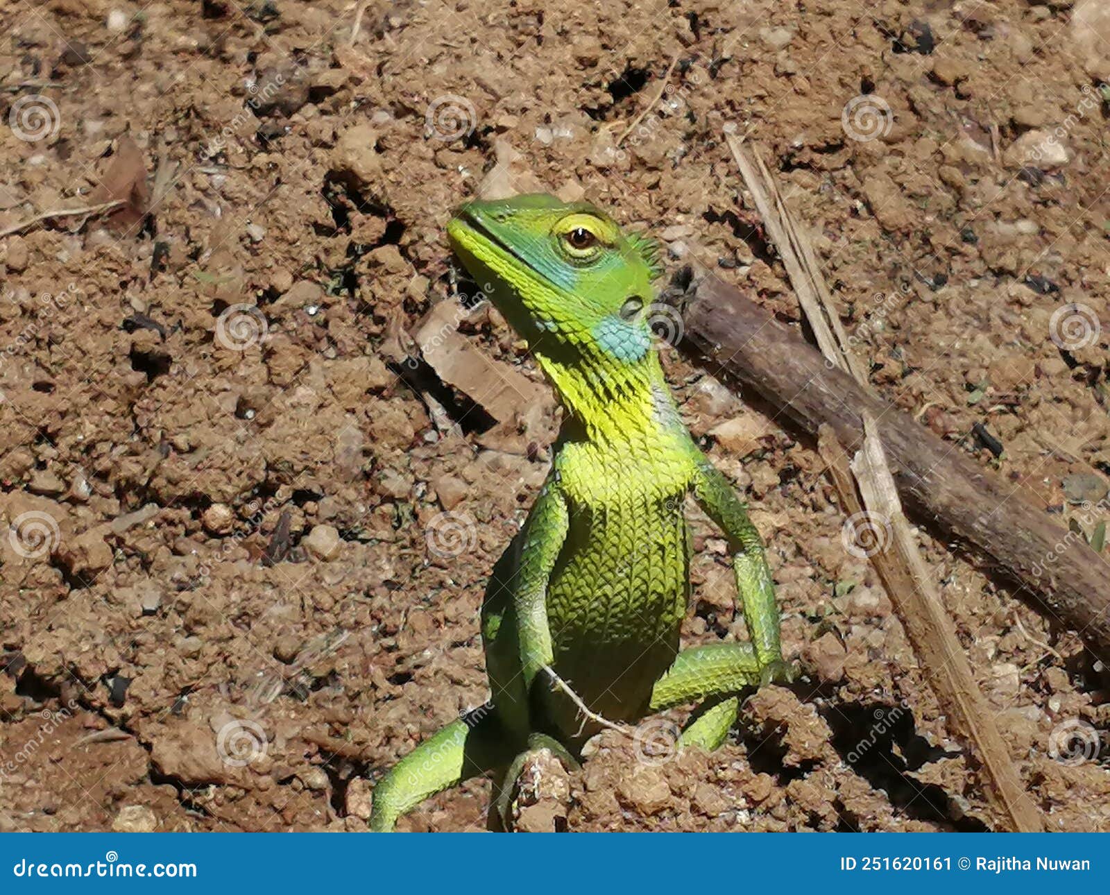 The Powerful Lizard ðŸ¦Ž stock image. Image of serpent - 251620161