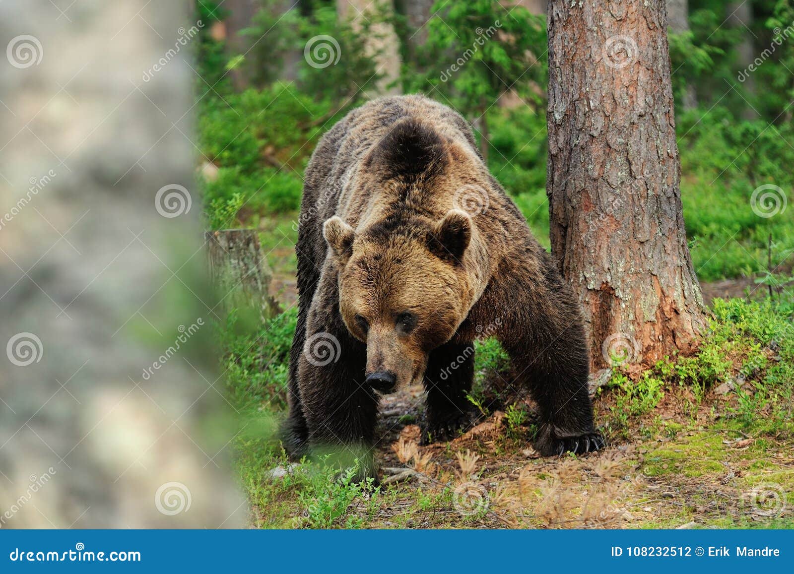 Powerful male brown bear stock photo. Image of landscape - 108232512