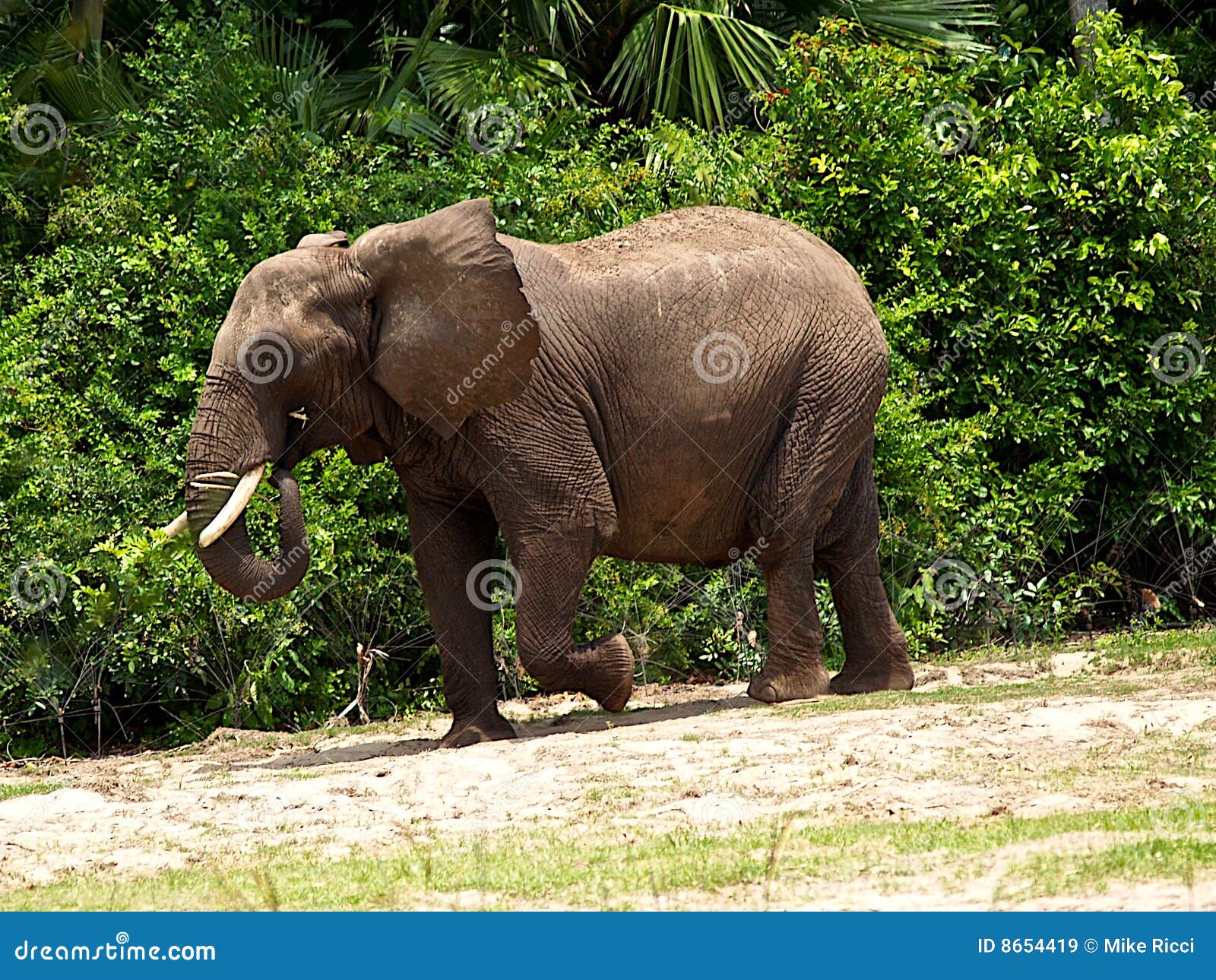 Powerful Mighty Elephant stock image. Image of nature - 8654419