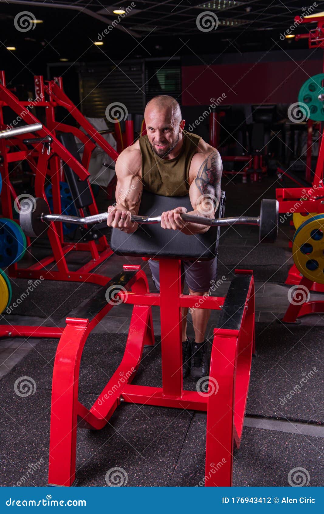 Powerful Muscular Man Doing Biceps Exercise with Barbell on the Bench ...